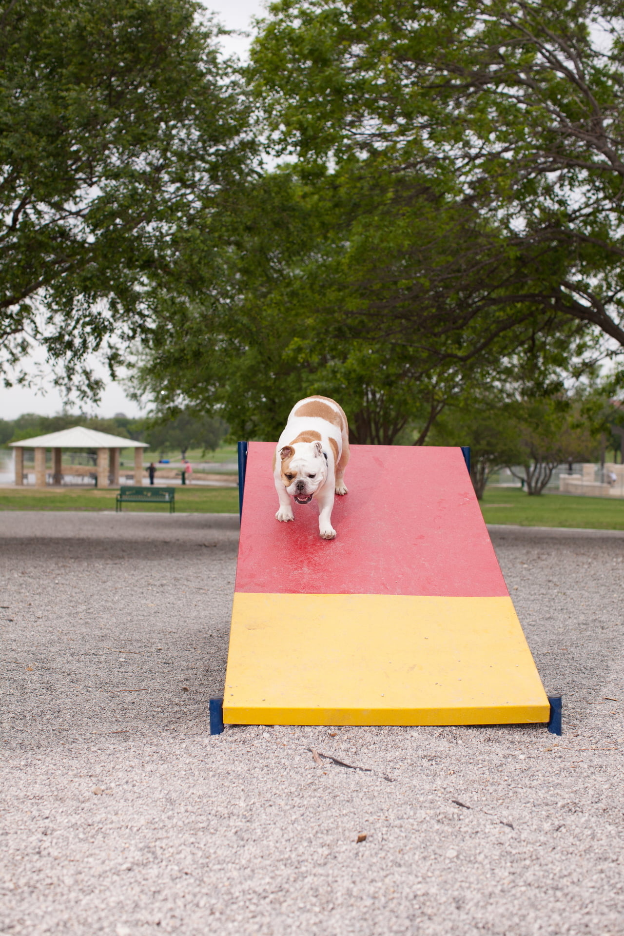 A-Frame Dog Park Ramp