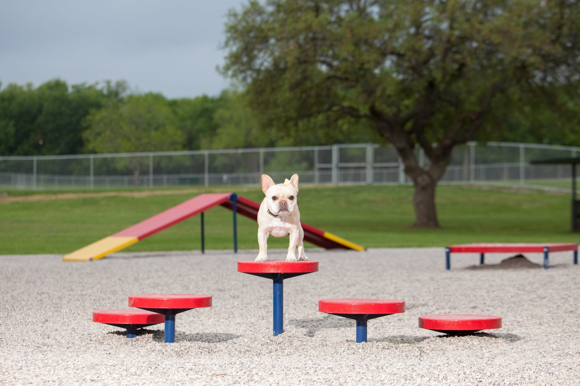 Dog Park Agility Walk (Set of 5)