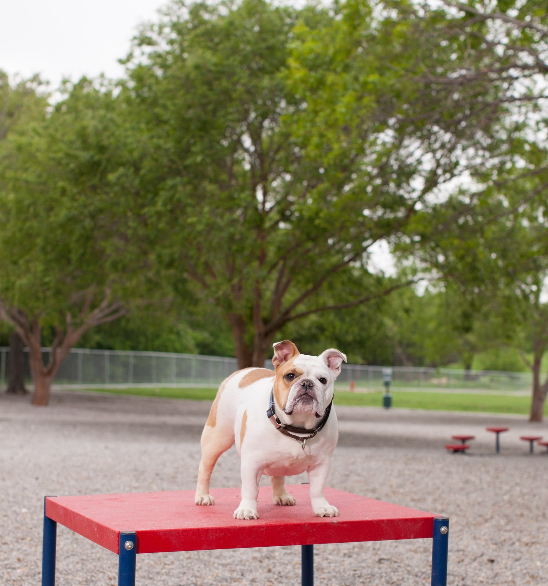 Samoyed Sit & Stay Table for Dog Parks