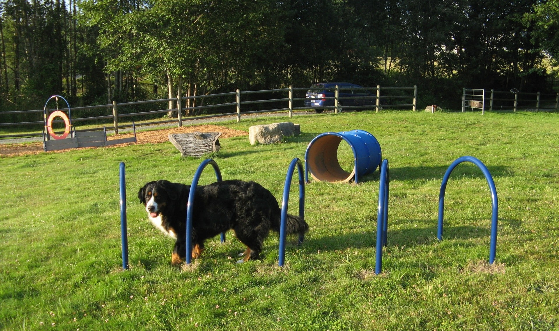 Hound Hoops™ (Set of 5) Dog Park Agility Equipment