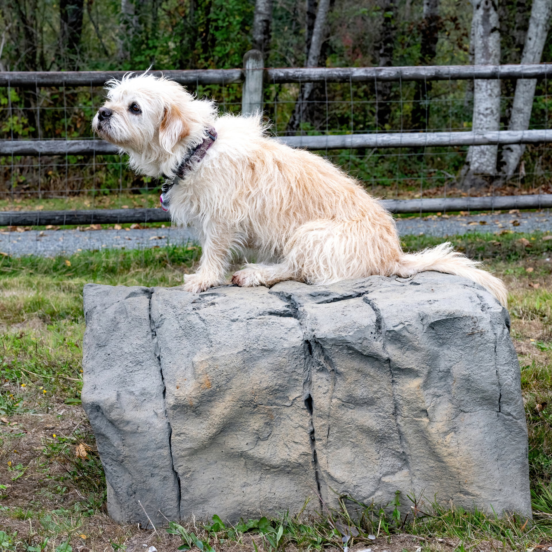 NatureDog™ Small Dog Park Boulder